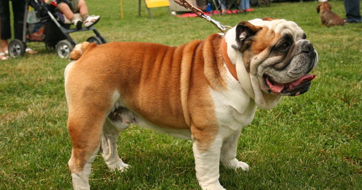 Caring For a Puppy Bulldog